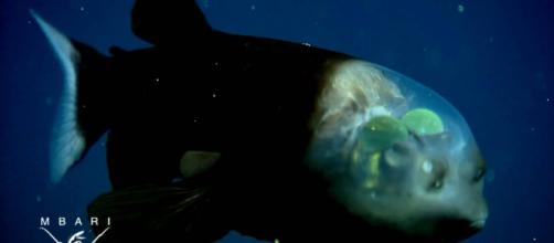 Transparent-headed fish looks through the top of its head and its eyes ...