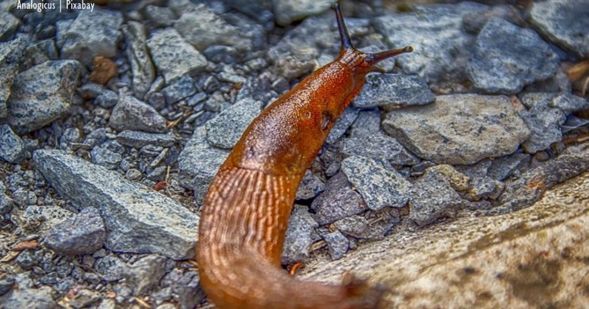 Australia: Young man dies eight years after eating a slug