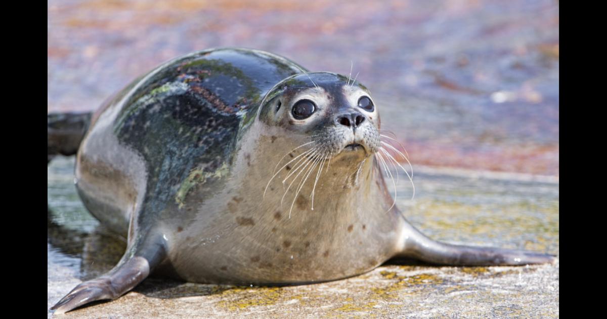 5 adorable Instagram photos of curious animals