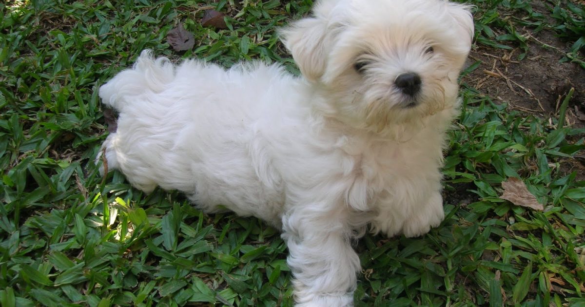 Cinco razas de perros miniatura