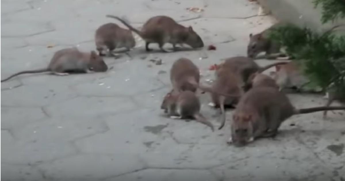 The White House faced with rat menace spreading in Washington DC