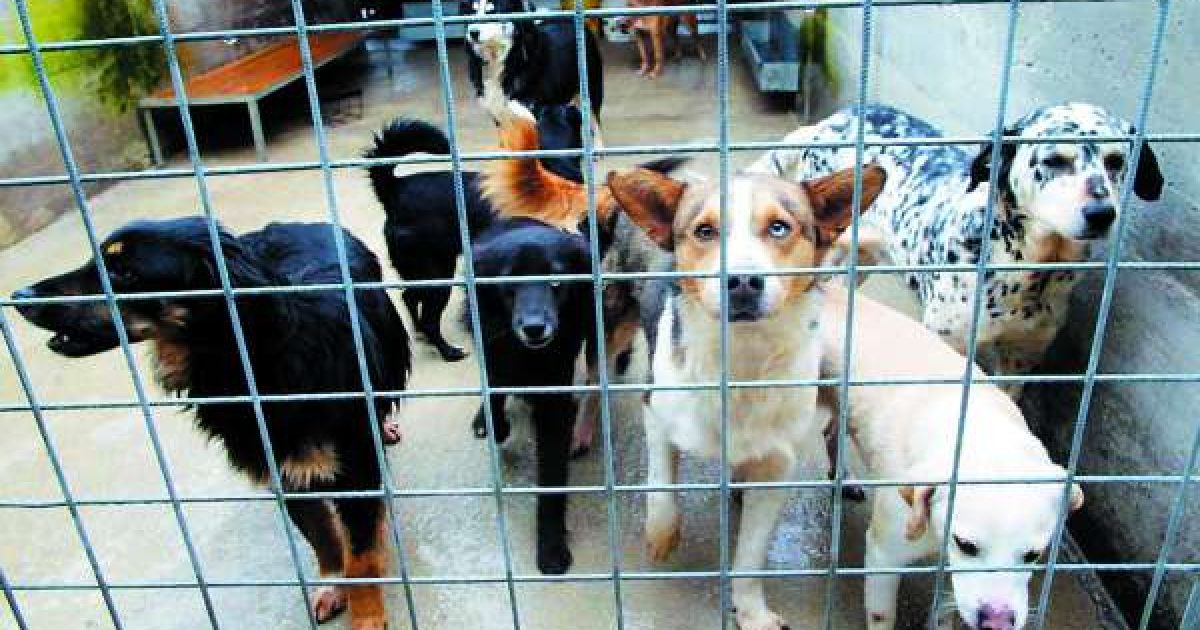 Umbria, rimborso spese veterinarie per chi adotta un cucciolo da canili ...
