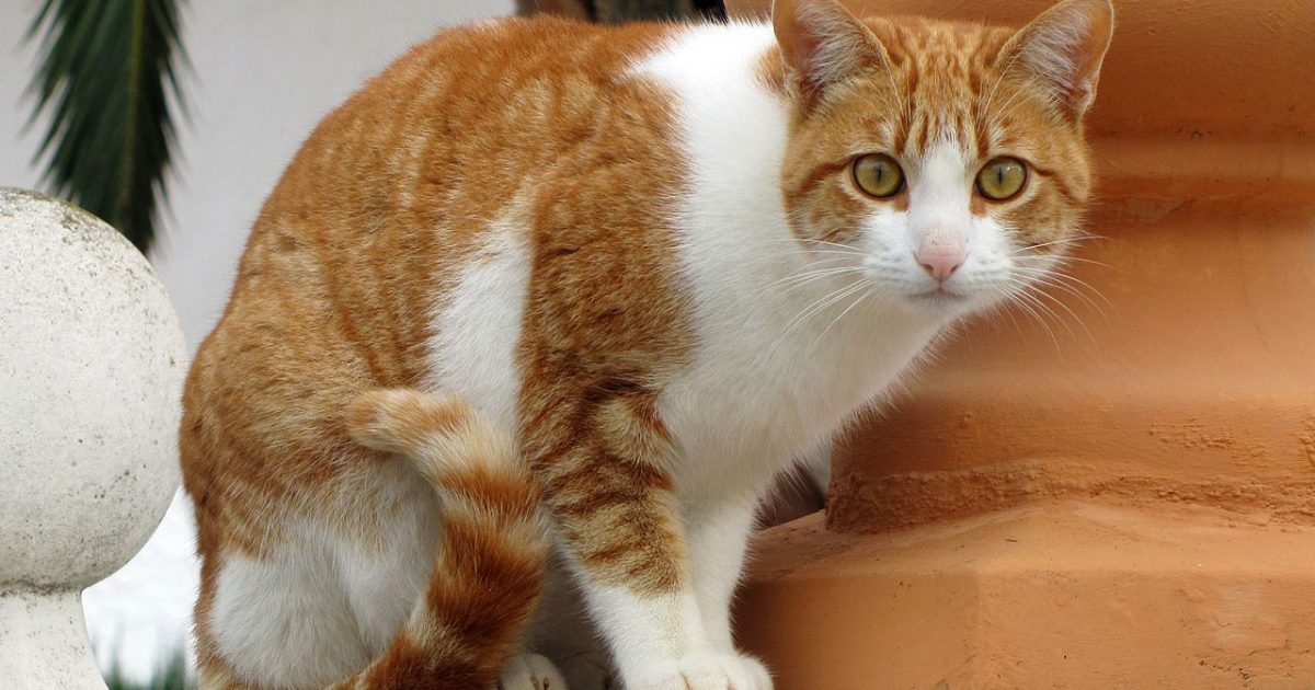 5 hilarious examples of cat logic