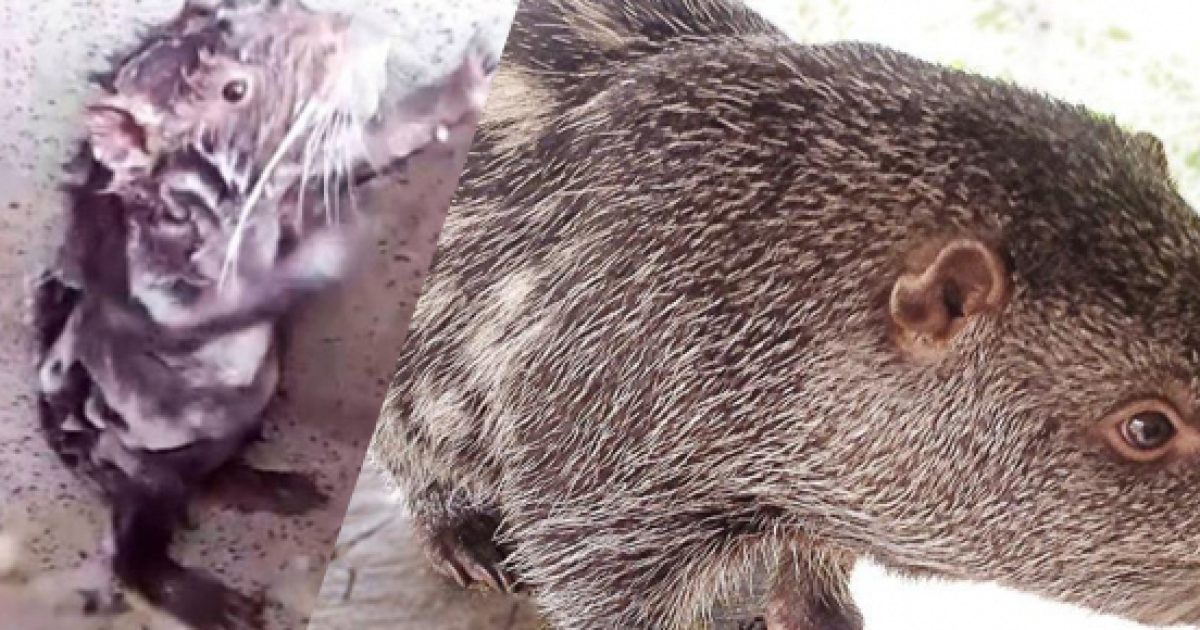 A pacarana: o famoso rato que toma banho