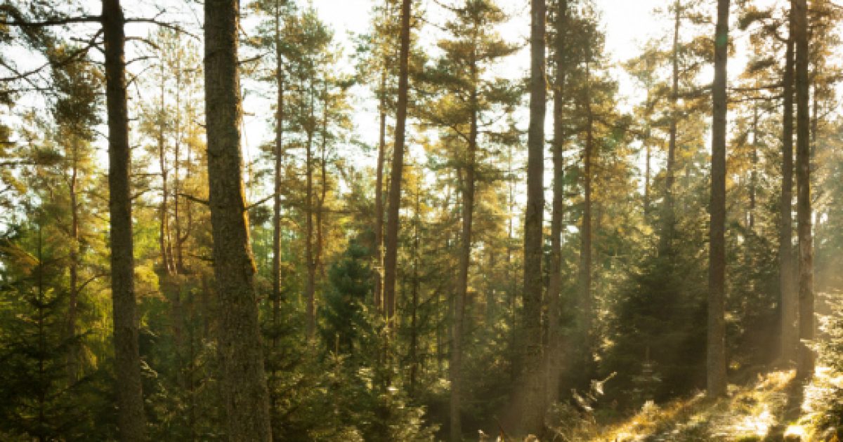 Trees can actually save our environment