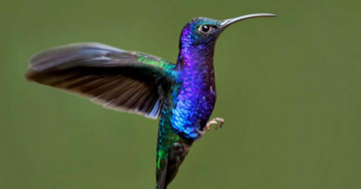 Colibrí: Curiosidades y rarezas sobre el pequeño ave
