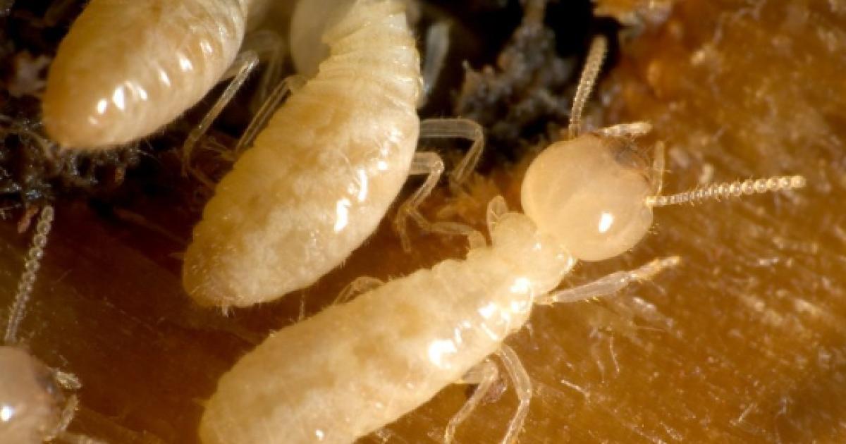 El secreto oculto de las termitas