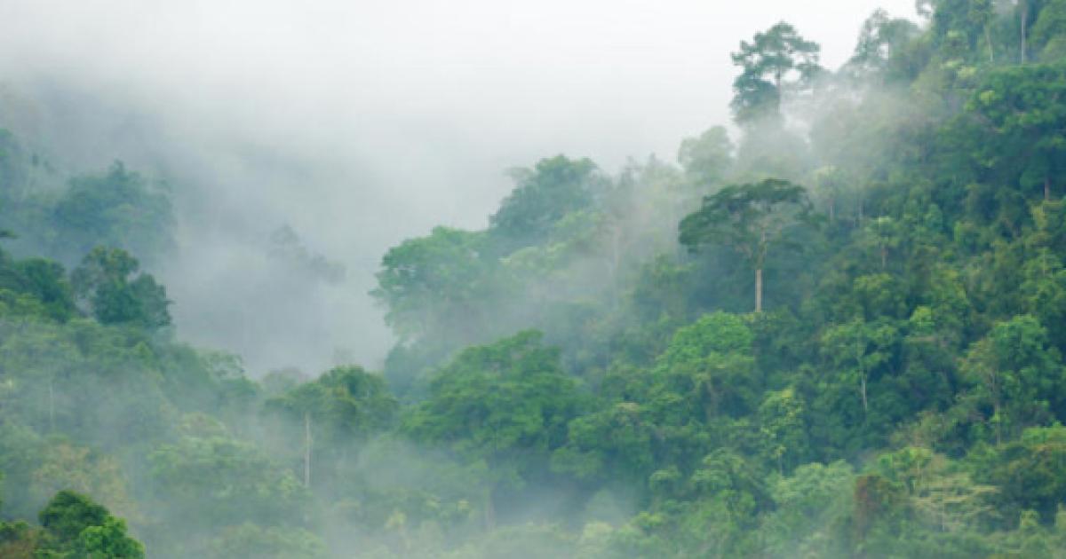 Tropical Rainforests and Climatic Energy