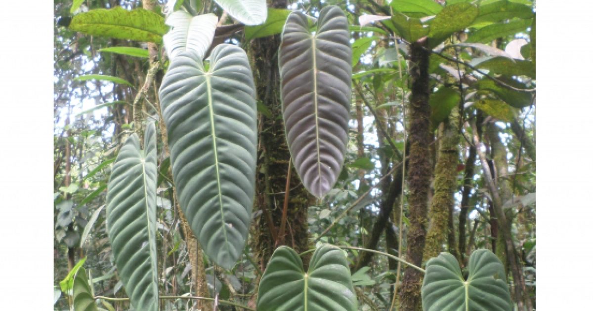 The Family Araceae of Colombia