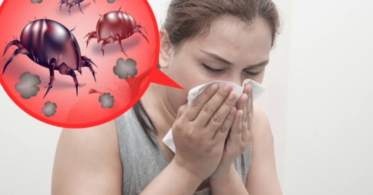 Elimina para siempre de tu cama y ropa la presencia de ácaros