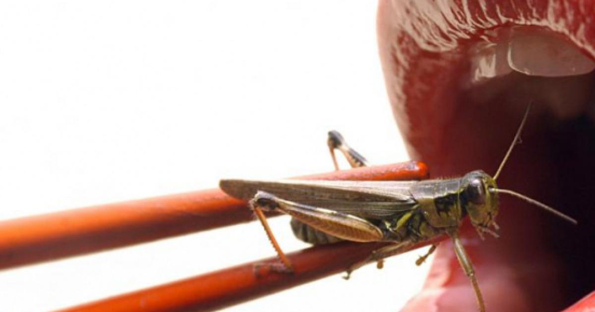 Insectos, la comida del futuro