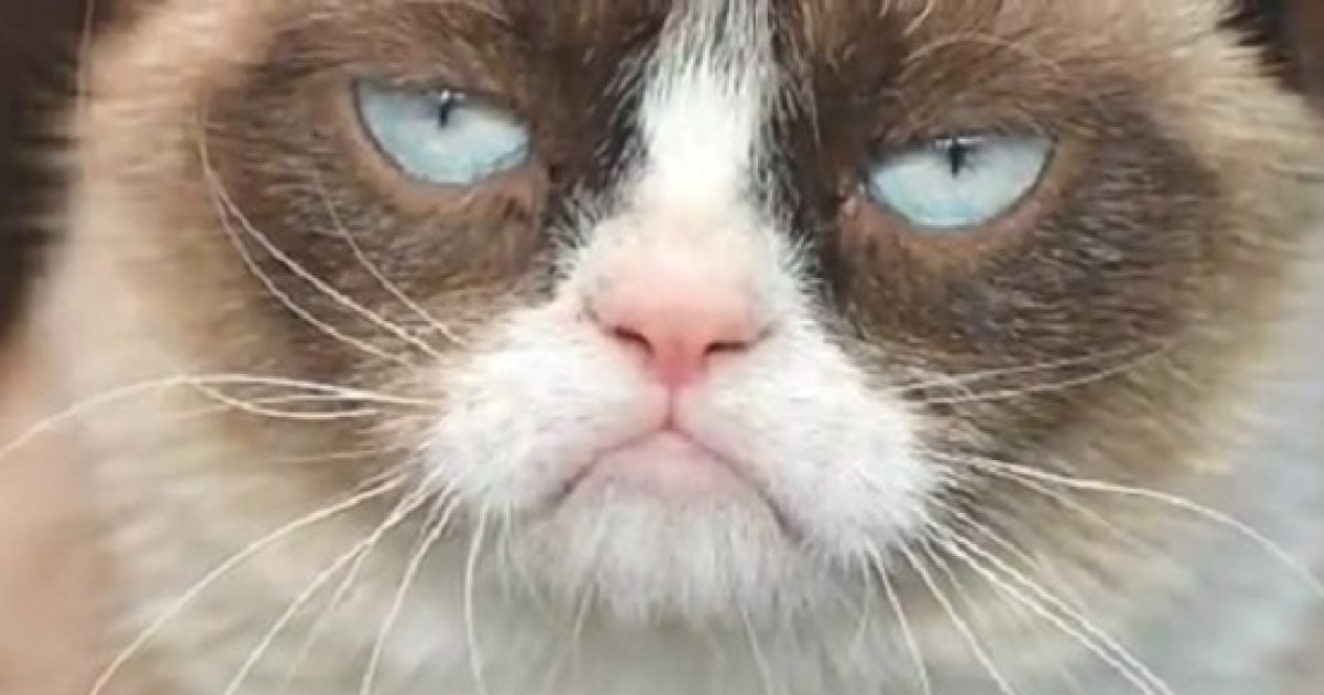Grumpy Cat comes out on top in courtroom cat fight