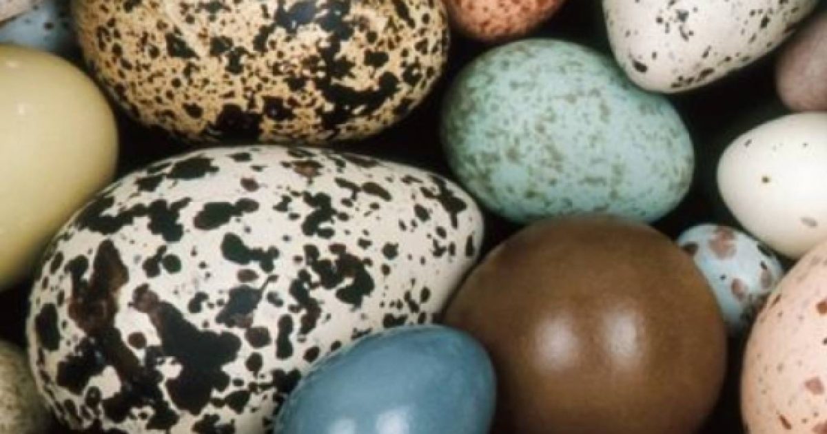 ¿Por qué cada especie de ave tiene diferentes huevos?