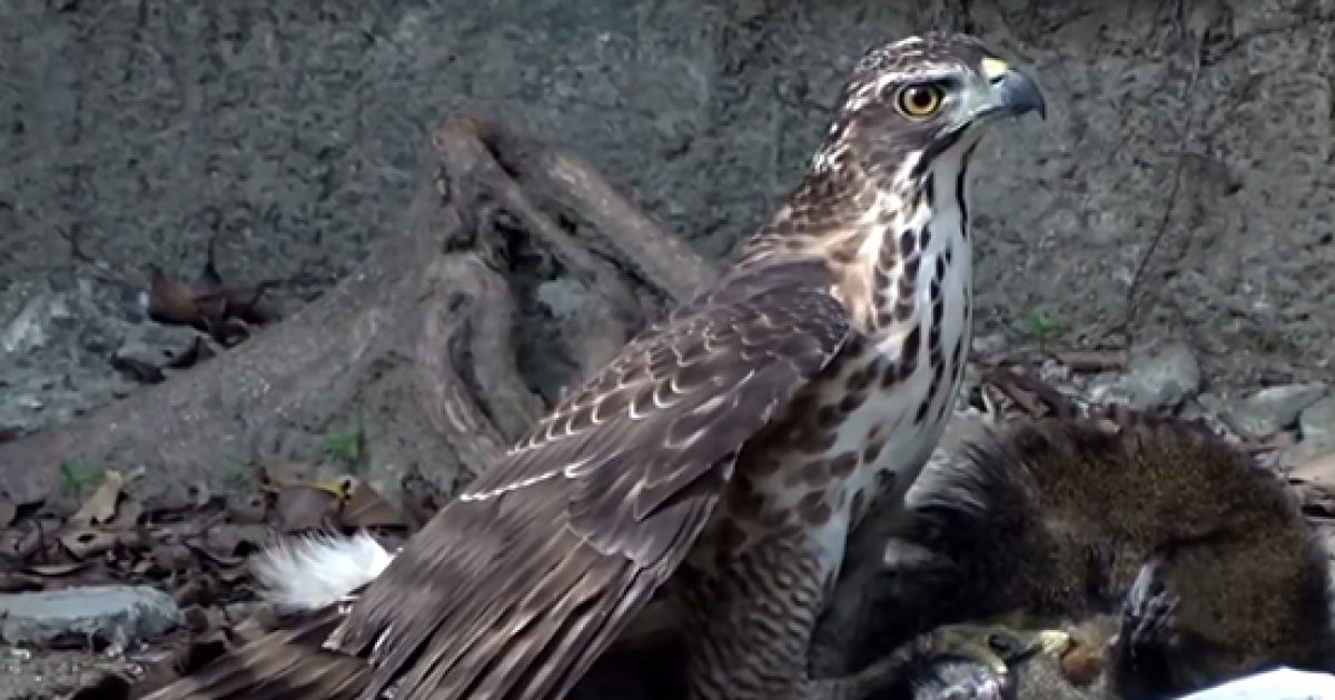 Brave mom saves her chickens by capturing a hawk with her bare hands