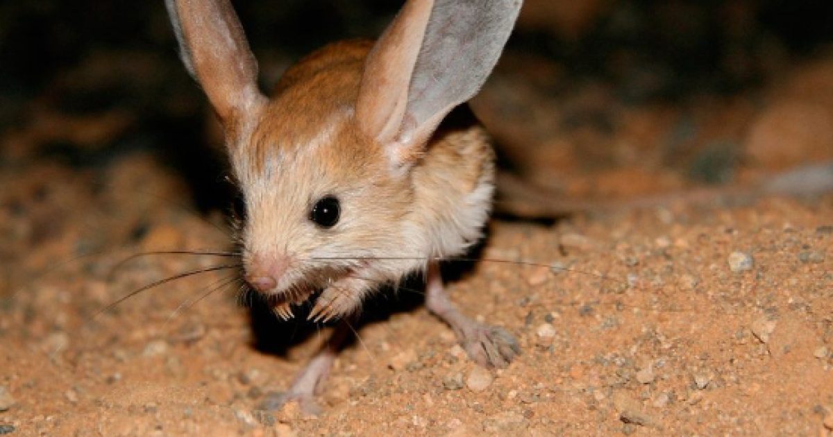 El jerbo de orejas largas, un animal curioso e impactante