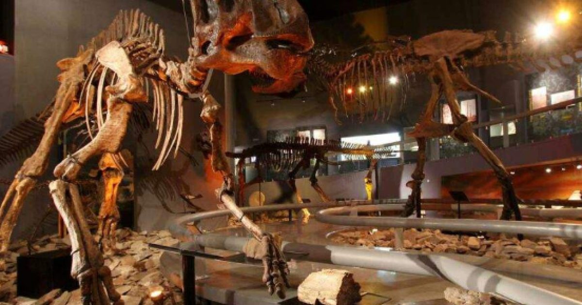 Fósil encontrado en el desierto de México