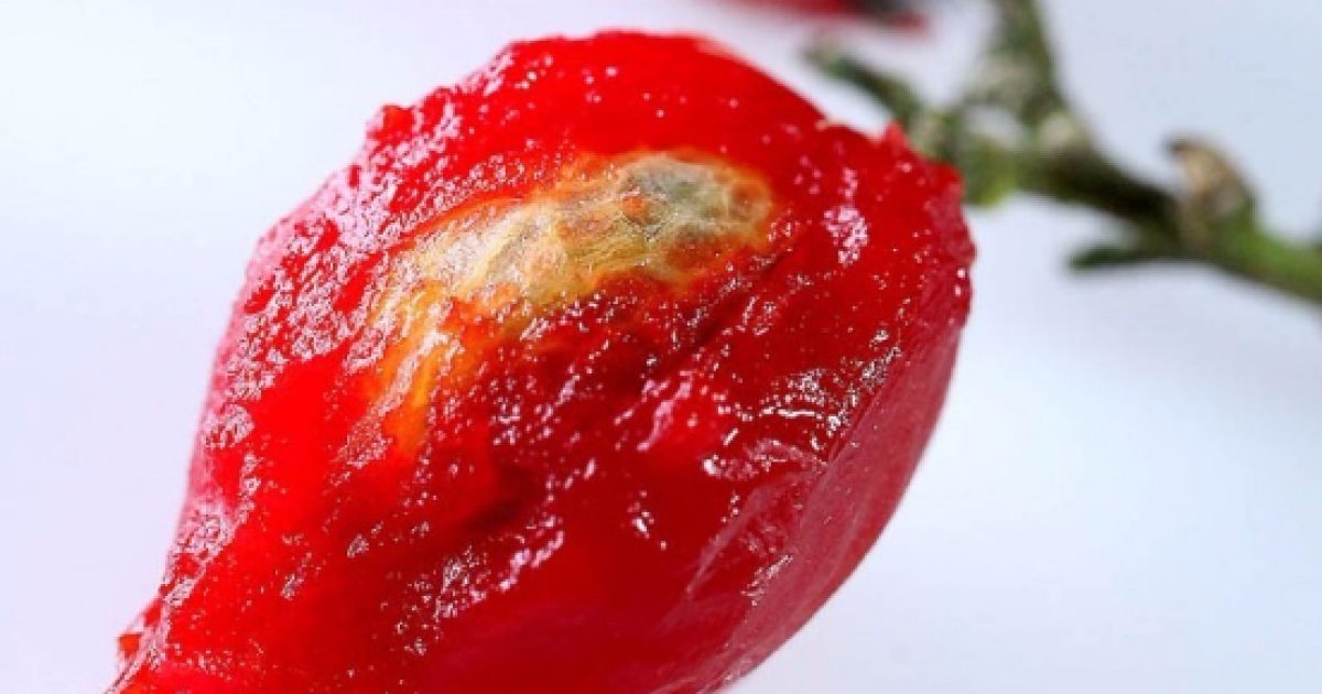 Guaraná: Qué es y cuáles son sus beneficios y propiedades