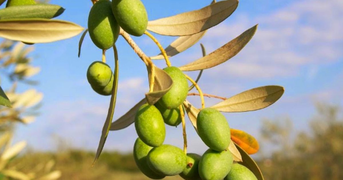 Olivo: propiedades y remedios naturales