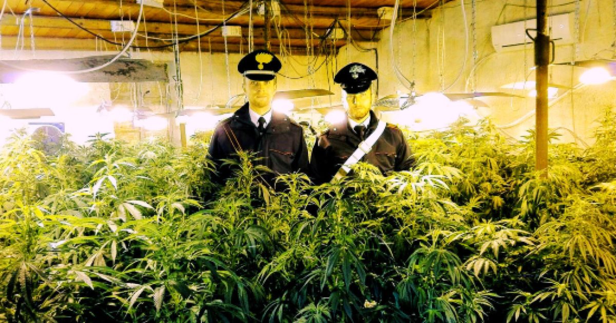 Sardegna, coltivava la marijuana in casa e in giardino: arrestato 51enne