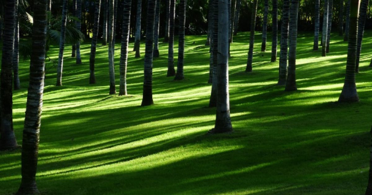 Importance of the palm tree to society