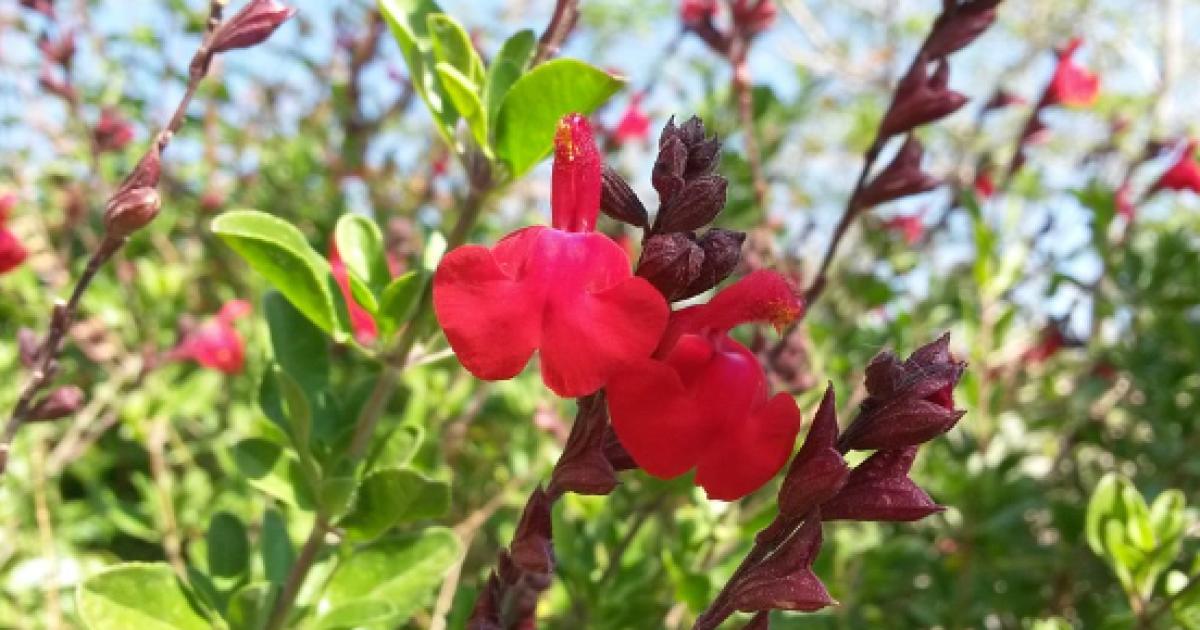 Conoce la salvia roja y sus beneficios