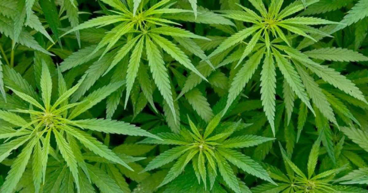 A Berlino arriva Mary Jane, l’expo dedicata alla canapa