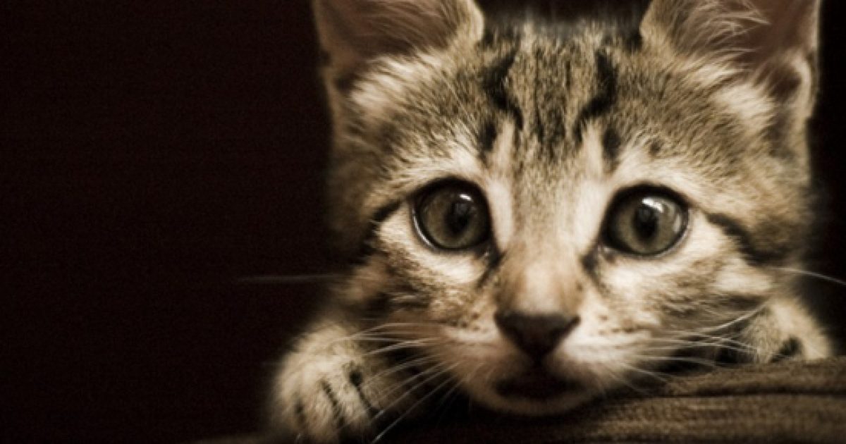 ¿Quieres saber por qué babea tu gato?