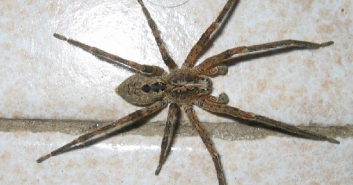 Morso dal ragno violino: uomo resta vivo per miracolo