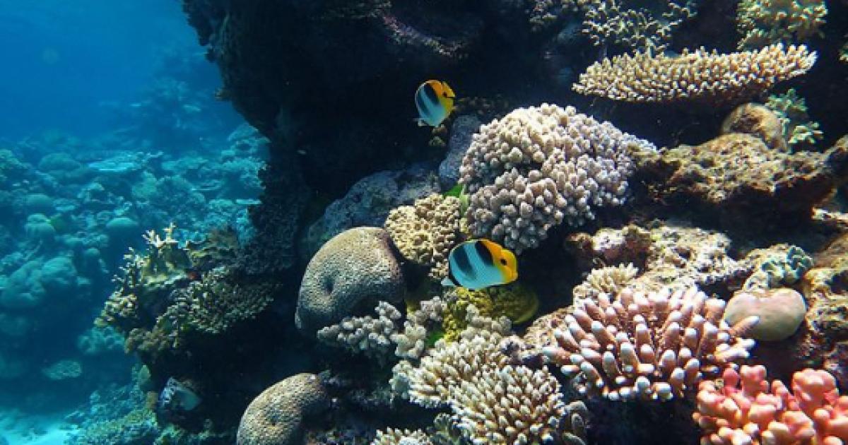 The Great Barrier Reef is threatened by global warming