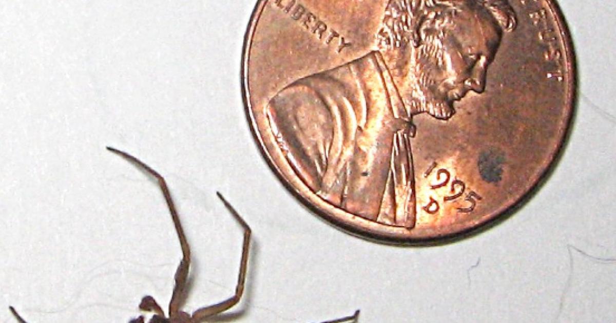 Morso ragno violino, è davvero letale? Ecco ciò che va detto