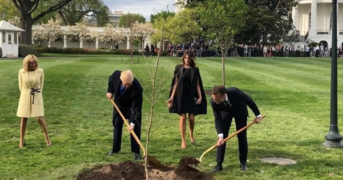 White House tree planted by President Trump and President Macron disappears
