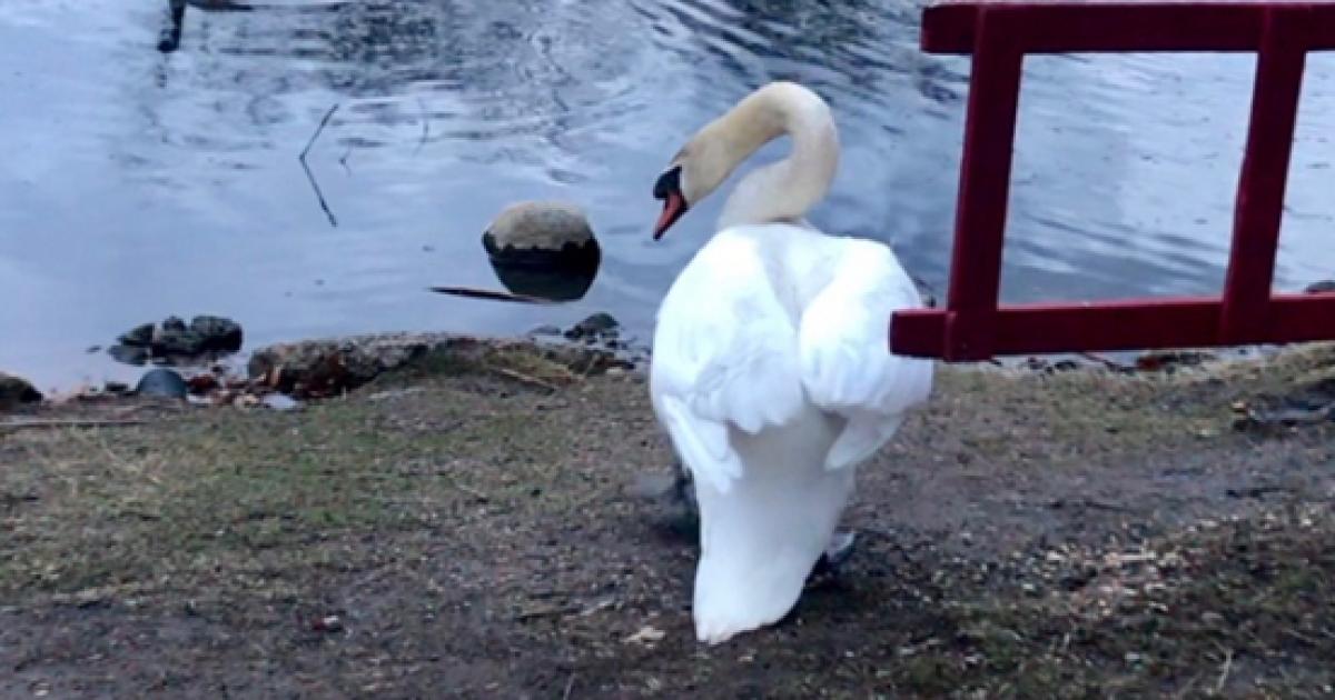 Swan rescue: Volunteers for Wildlife saves Bayside Swan