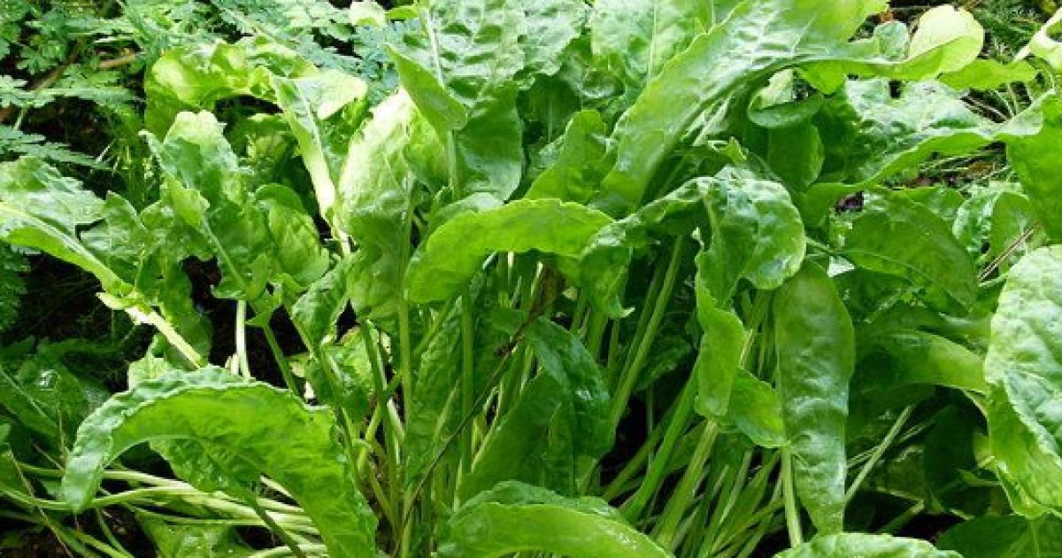 Conoce la planta acedera y sus beneficios