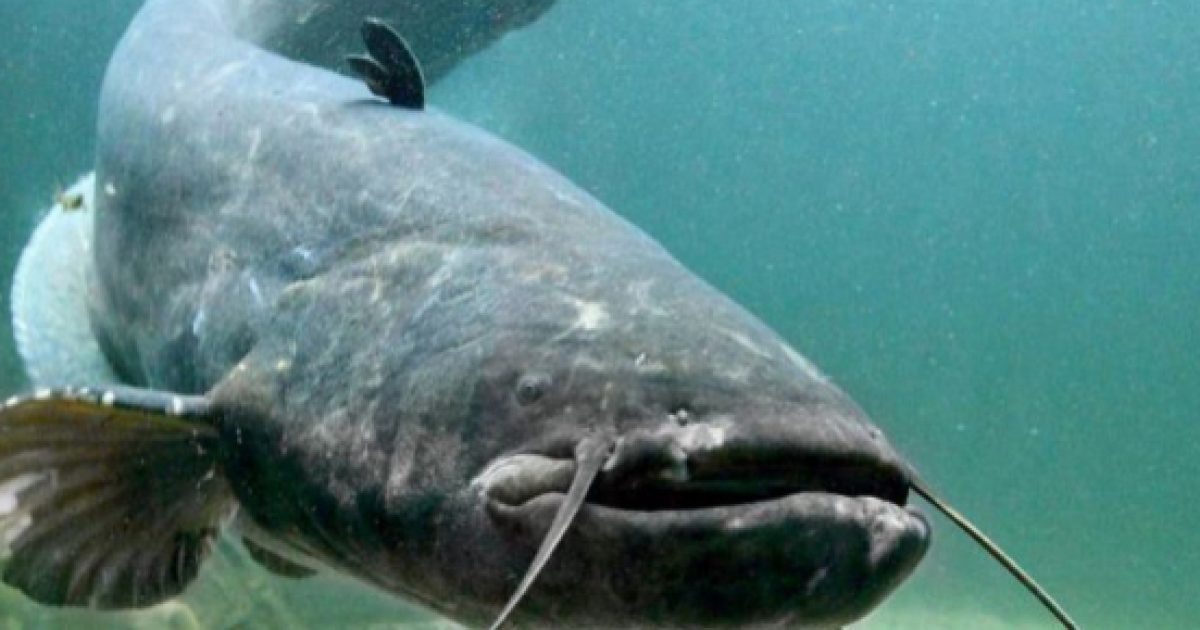 Siluro da 100 chili nell'Adda: ma come lo cucinereste?