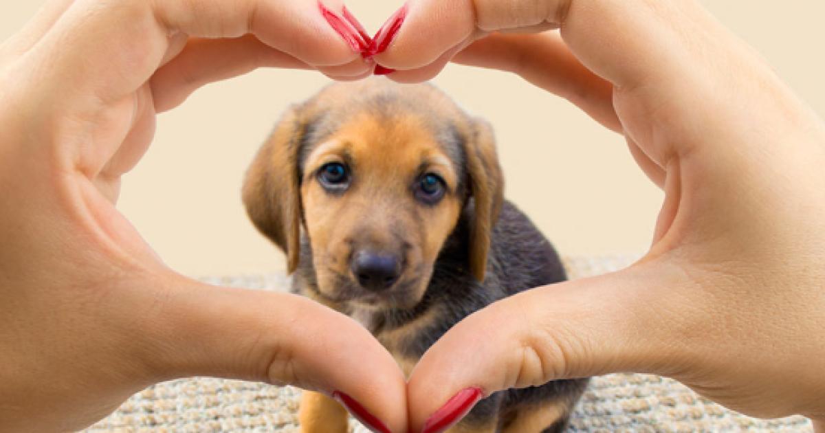 Mascotas: creando una mejor vida en las personas