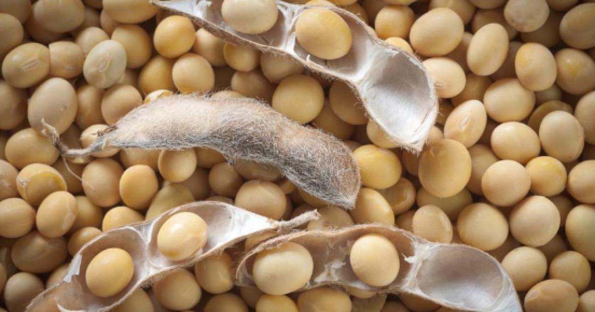 La Reyna de las legumbres: La soja, conoce sus bondades