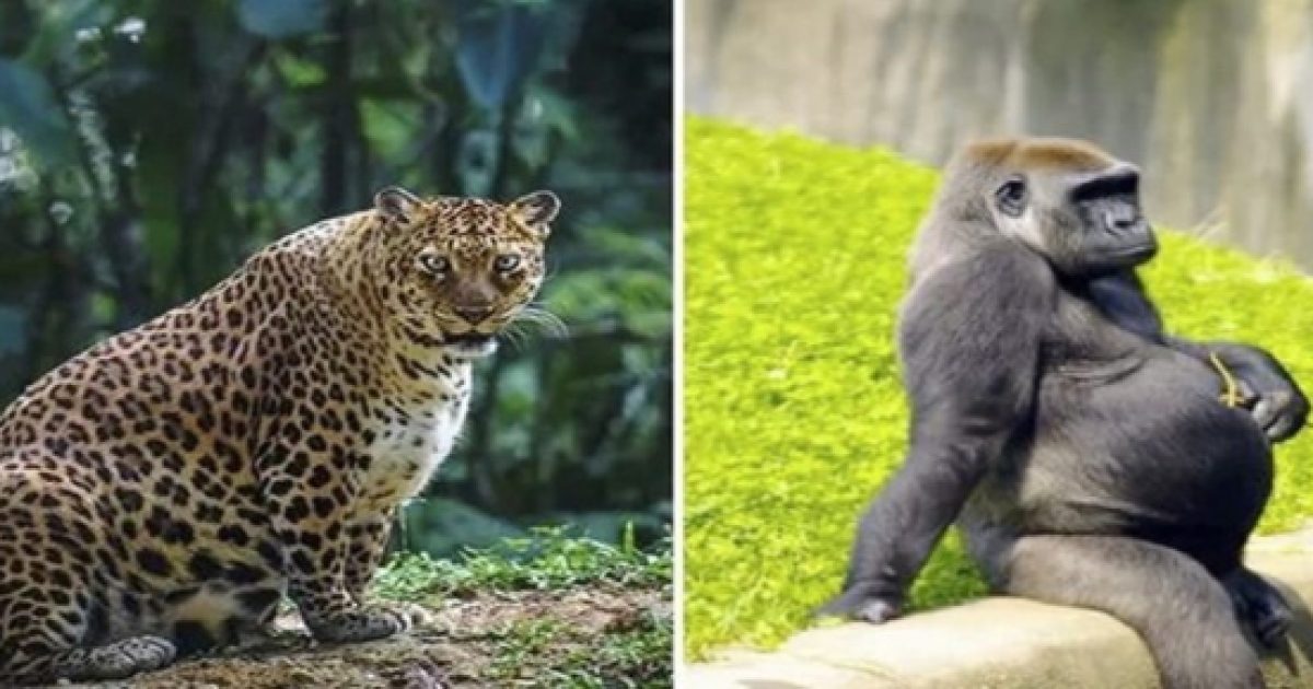 10 imagens impressionantes que mostram como é a gravidez no mundo animal