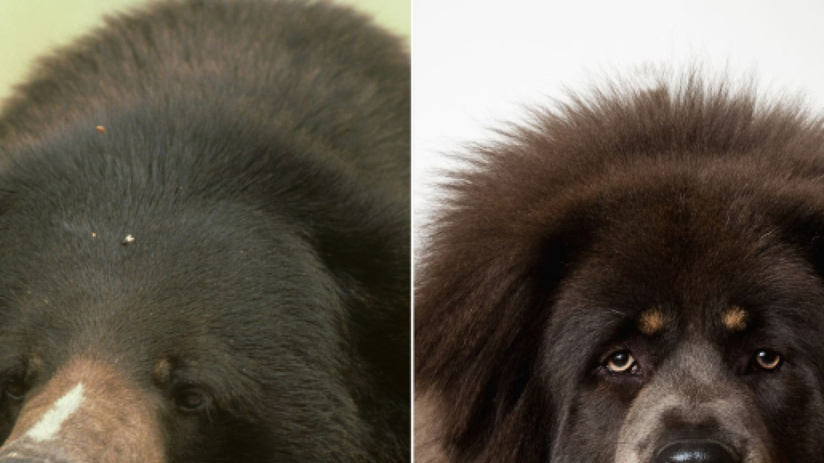 Compra un cane e scopre che è un orso: perplesso per le dimensioni dell ...