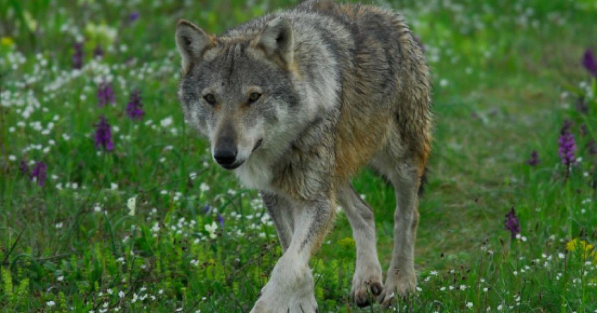 Il lupo, tesoro dell'ecosistema ma vittima dell'allarmismo