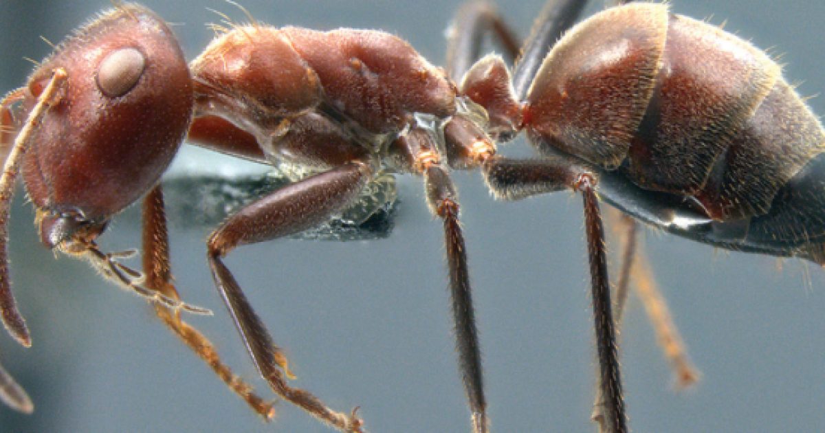 Colobopsis explodens: farsi esplodere per salvare la colonia (video)