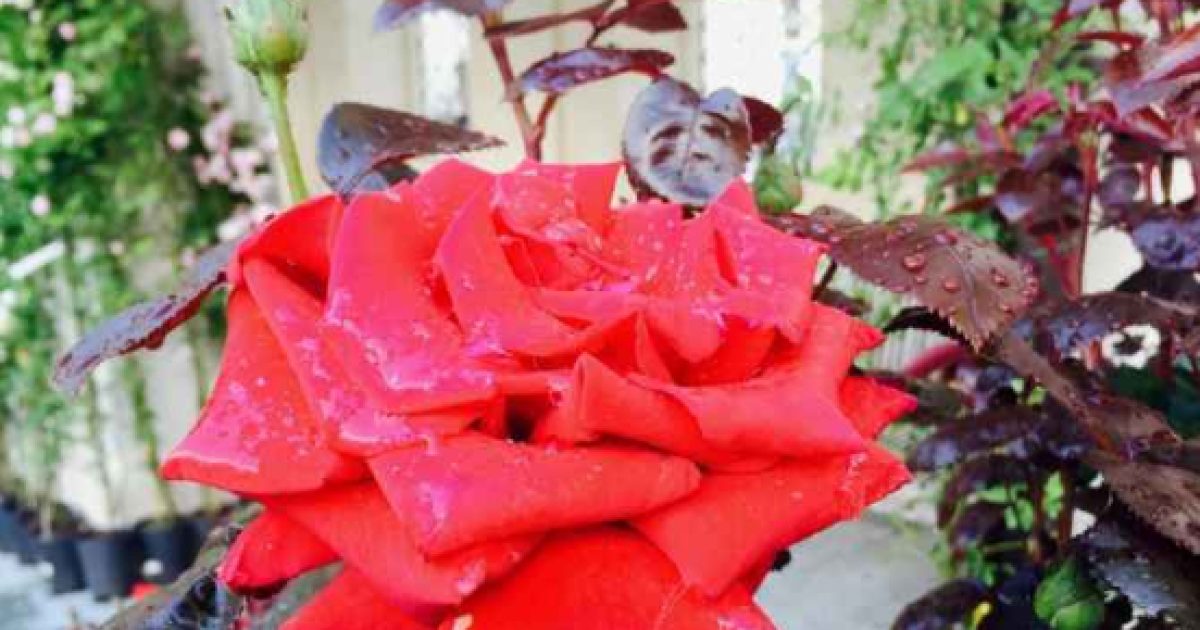 Il Dna della rosa tra profumi e colori