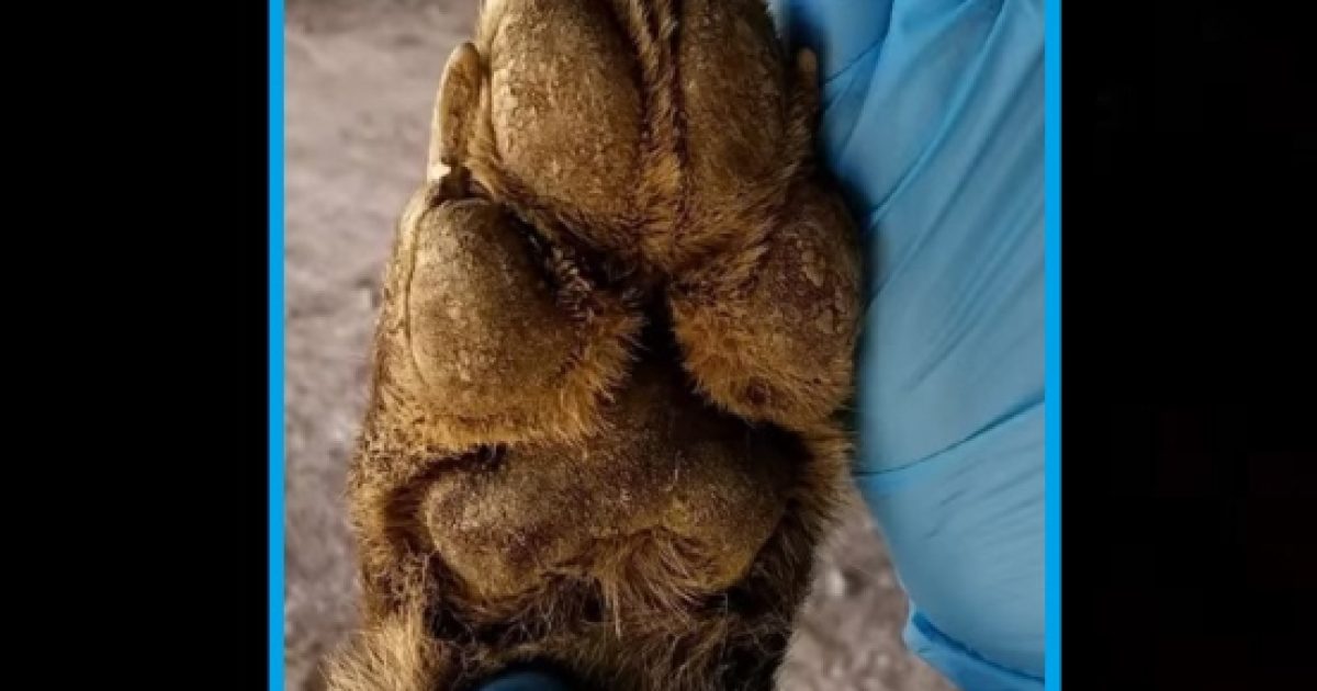 Mysterious wolf-like creature killed by rancher baffles experts, it's ...