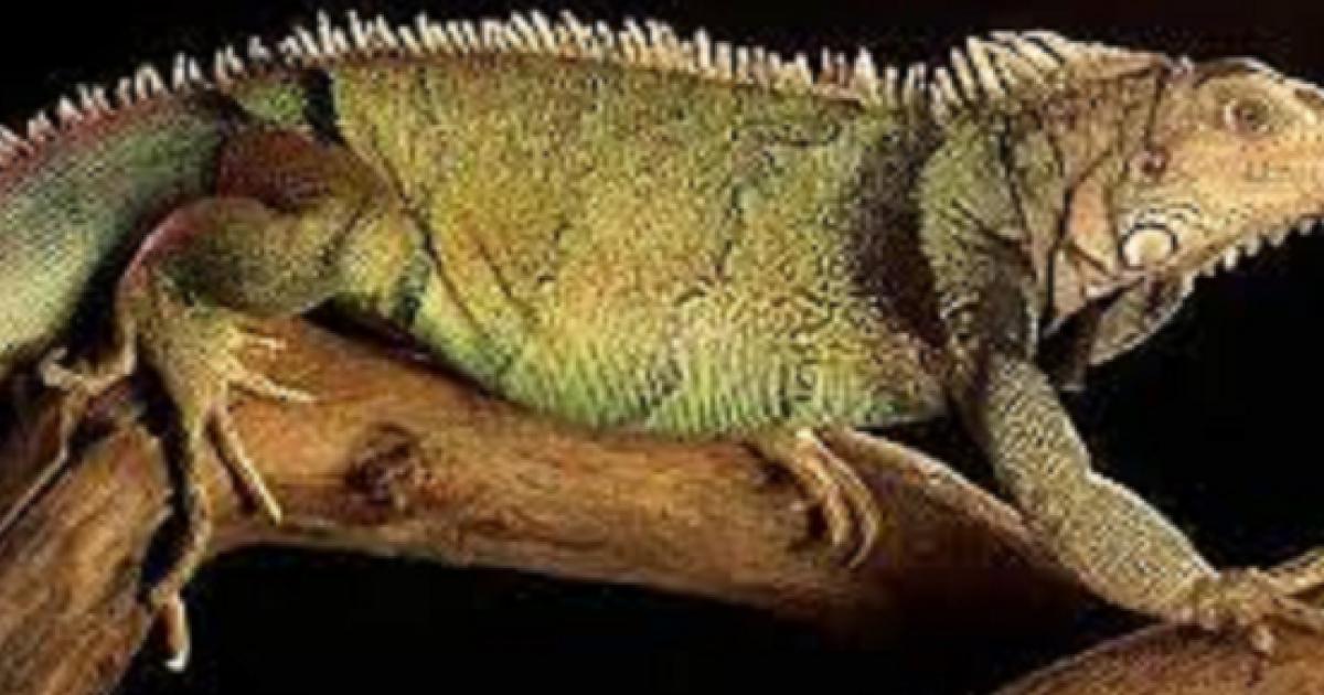 Iguana en coco, gastronomía zuliana Debes probarla.