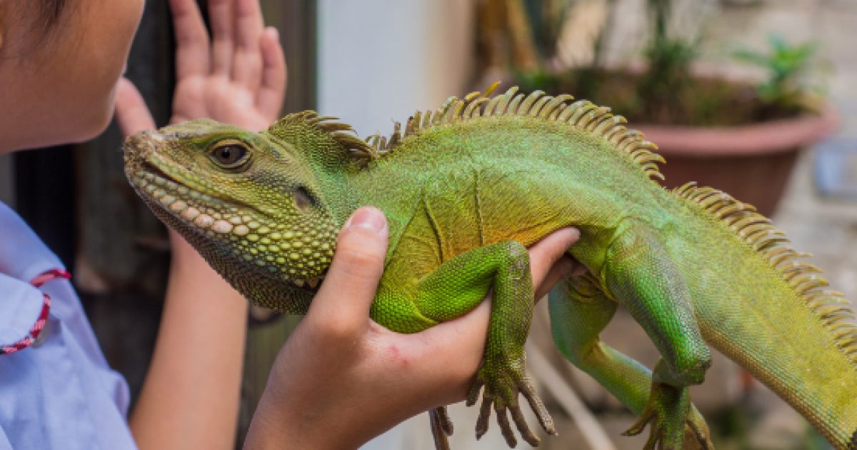 Strange facts about our pets, owning them