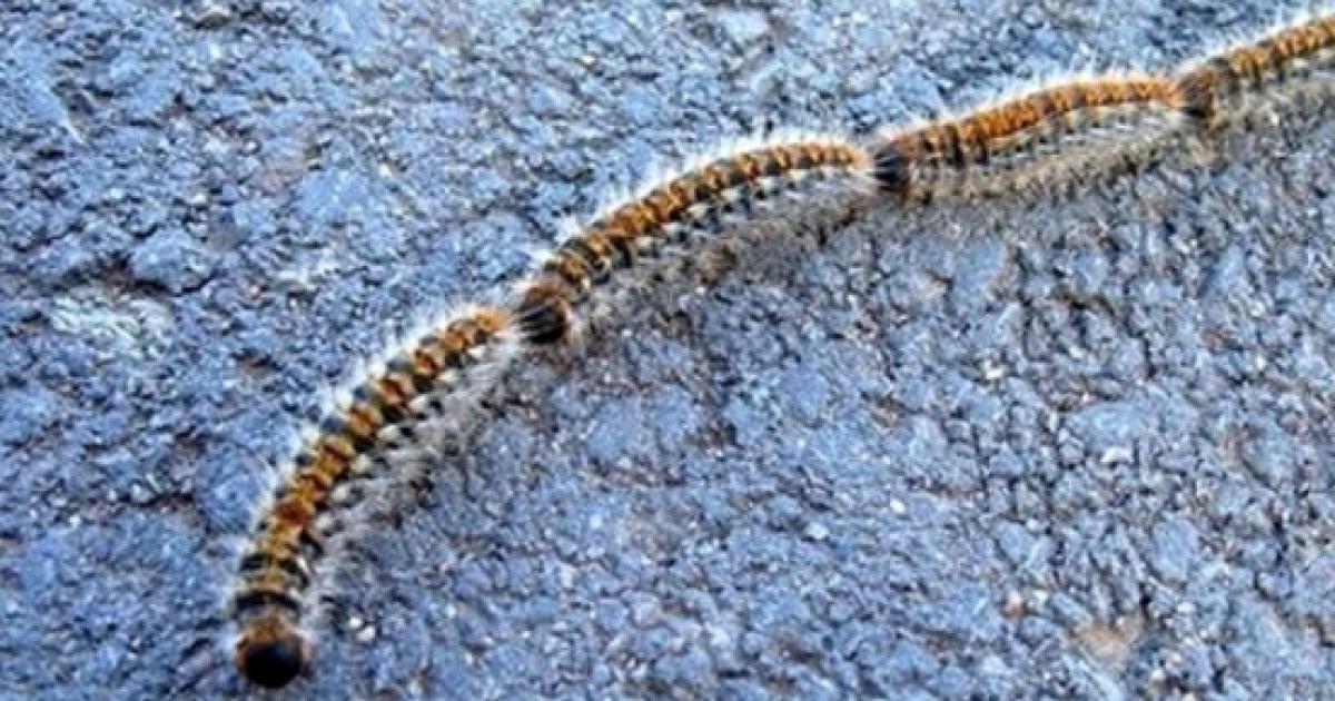 Processionaria del pino: cosa c'è da sapere