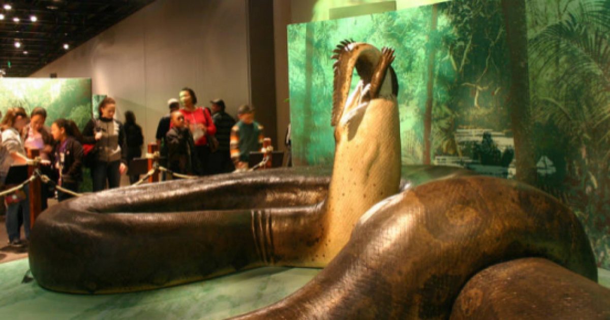Titanoboa, uma cobra pré-histórica com 15 metros de comprimento