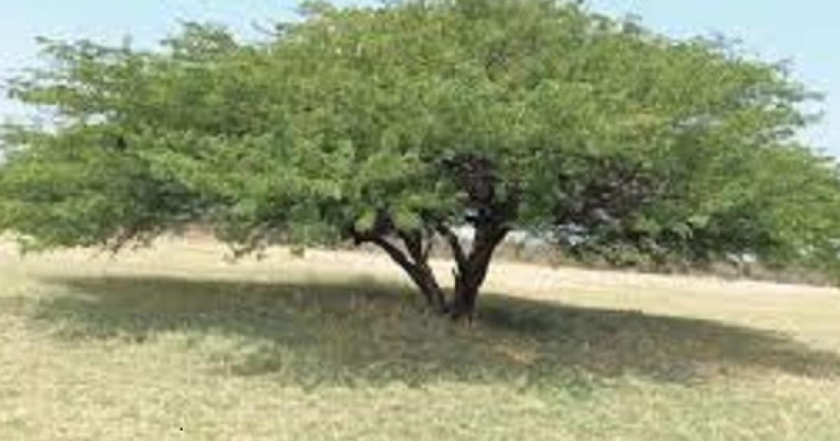 Prosopis juliflora: cují en Venezuela, un árbol con muchos usos