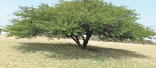 Prosopis juliflora: cují en Venezuela, un árbol con muchos usos