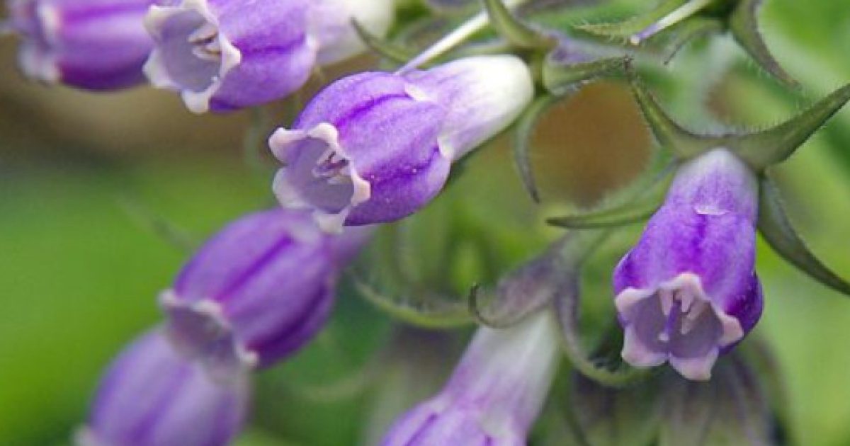 La consuelda: usos y beneficios a la salud