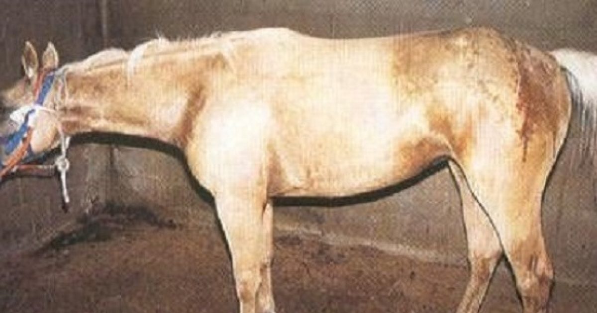 El Tétanos en el caballo: síntomas y prevención